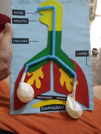 Respiratory System Model Ideas