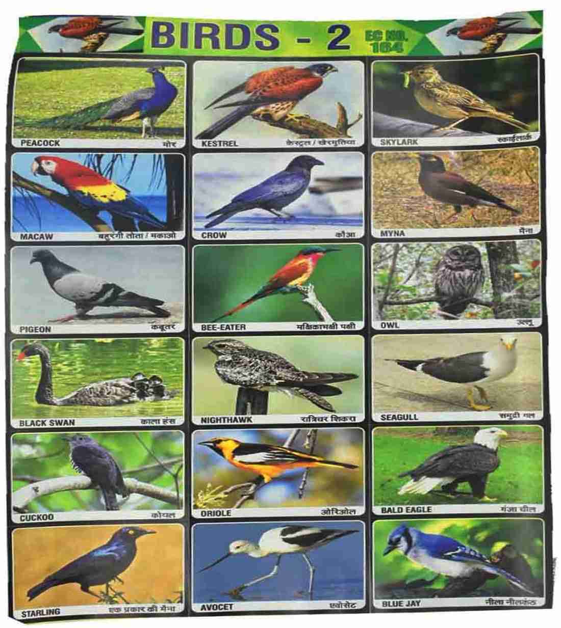 Indian Birds Chart