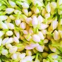 Grow Basket Jasmine flower seed ( Madurai Malligai) | Pack of 2 Pack ...