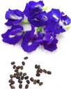 ATEKT BUTTERFLY PEA, NEELKANTA FLOWER SEEDS, APARAJITA Seed Price in ...