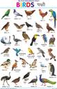Birds and Their Nest Educational Wall Chart For Kids - Both Side Hard ...