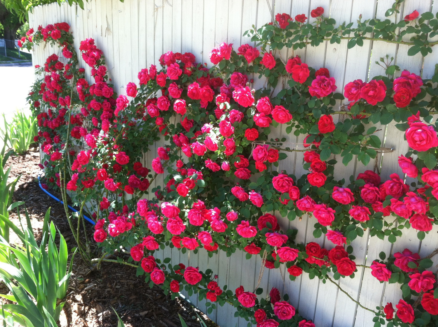 Saaheli Red Climbing Rose Seed Price in India - Buy Saaheli Red ...