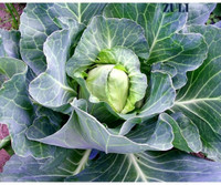 UGADO Cabbage Seed(75 per packet) Lowest Price in Online , India ...