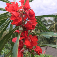 SAMS AGRO Red Balsam Flower Seeds Camellia Kudalu Seed(80 per packet ...