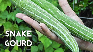 Creative Farmer Snake Gourd Seeds Chachinda Pudalanka Padwal Chichinga ...