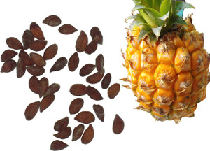 Where Are Pineapple Seeds Located