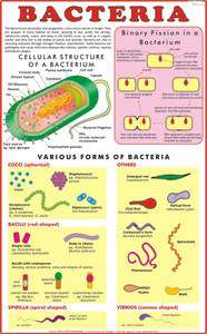Types Of Microorganisms Chart
