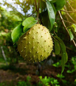 Graviola Tree In Kerala