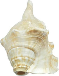 Shankh - Buy Shankh Online at Best Prices In India | Flipkart.com