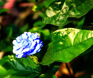 Blue Jasmine Flower