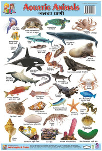 Aquatic Animals Chart