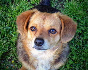 Pomeranian Beagle Mix Full Grown