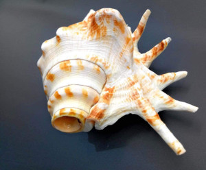 Shankh - Buy Shankh Online at Best Prices In India | Flipkart.com