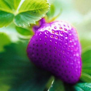 Purple Strawberry