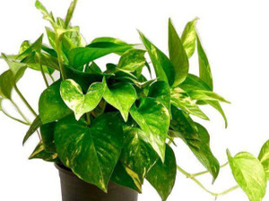 Money plant price store