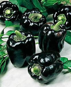 KNESSiN Black Capsicum Sweet Bell Pepper Non GMO Vegetable 600mg Seed Price in India Buy KNESSiN Black Capsicum Sweet Bell Pepper Non GMO Vegetable 600mg Seed online at Flipkart