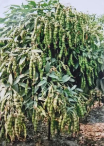 Toor Dal Plant