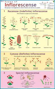 Inflorescence Chart Paper Print - Educational posters in India - Buy ...