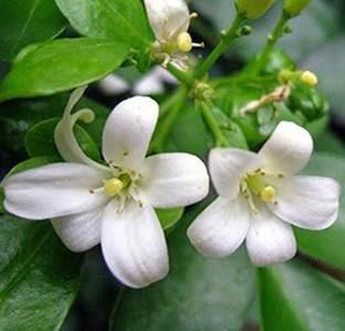 Mohini Plant Madhu Kamini Plant Price in India - Buy Mohini Plant Madhu ...
