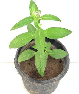 Kesariwala BHRINGRAJ PATTA POWDER - BHANGRA LEAF POWDER - BHANGRAIYA ...