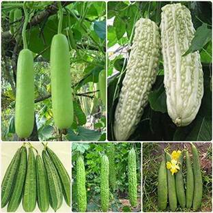 GREENBAAG Ridge gourd, sponge gourd, bitter gourd Seed Price in India ...