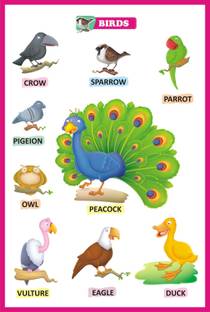 Birds Chart Learning For Kids | Picture Chart of Birds Paper Print - H ...