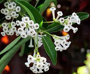 VANASPATI UDYAN Jasmine Plant Price in India - Buy VANASPATI UDYAN ...