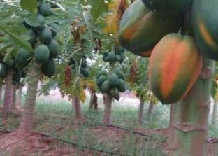 THAMMAR gayllord pusa nanha /dwarf papaya Seed Price in India - Buy ...