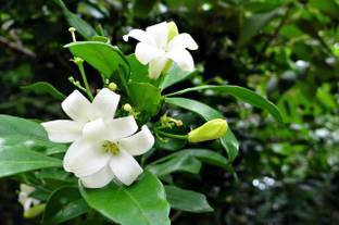 EliteGreen Madhu Kamini Plant Price in India - Buy EliteGreen Madhu ...