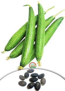 Agro Max Sponge Gourd, Turai, Turaiya, Gilki, Chikni, Galka Seed Price ...