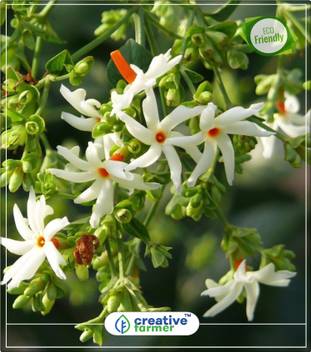 Jasmine Flower Farm In Karnataka | Best Flower Site