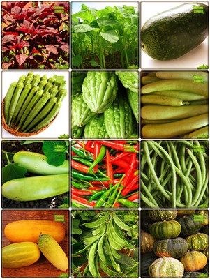 OhhSome Seeds Online India Combo Vegetable Seeds : Amaranthus(Red ...