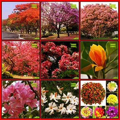 OhhSome Seeds Online India Combo Tree Seeds : Jacaranda, Gulmohar ...