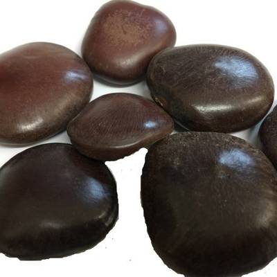 VINARGHYA Mountain Tamarind Seed / Pahadi Imli Beej / Jumbo Tamarind ...