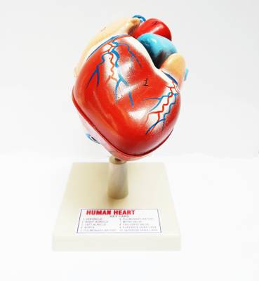 dwij collection human heart 3D model , disectable and each part labeled ...