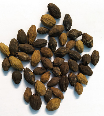 EasySeeds Malabar Neem, Melia Dubia, Malai Vembu, kadakhajur Seed(25 ...