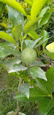 PLANTSNSEED Sweet Lemon Plant(Hybrid, Pack of 1) Lowest Price in Online ...