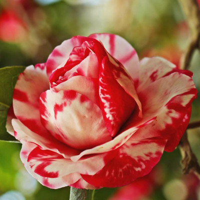 Elanthalir Rose Plant(Hybrid, Pack of 1) Lowest Price in Online , India ...