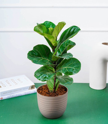 GREENLEAFS Betal Leaf Plant(Pack of 1) Lowest Price in Online , India ...
