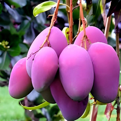 Miyazaki Mango Plant(Pack of 1) Lowest Price in Online , India- Reviews ...