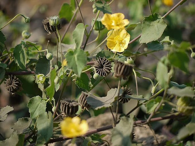 ASPEN Velluram Indian Mallow Kanghi Atibalaa Tuththi Gida Herbal Plant ...