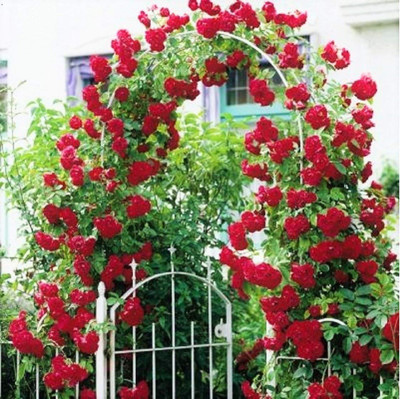 SA ORGANIC Premium Climbing Rose Flower Seeds 100+ Seeds Pack Seed(100 ...