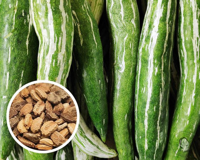 SEEDARIA ™ snake gourd seeds, chichinga seeds Seed(21 per packet ...