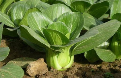 Atlus Green Baby Bok Choy Seeds | Shanghai Pak Choi Seed(80 per packet ...