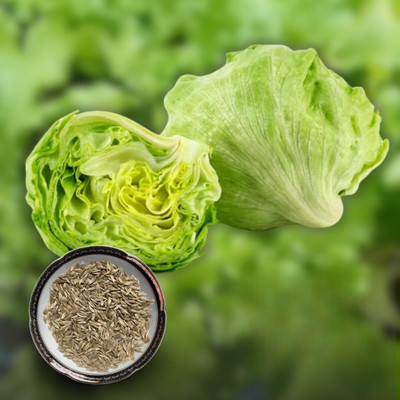 green paradise F1 Hybrid Lettuce Ice berg Seeds Pack Seed(1 per packet ...