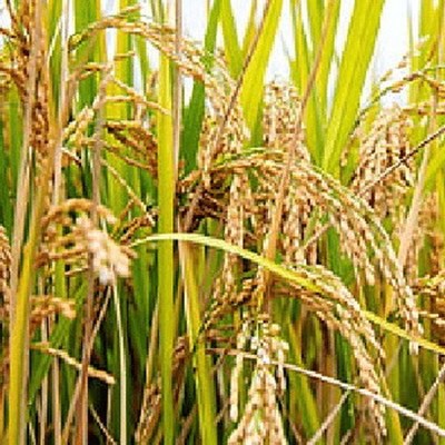 naturehils Basmati Paddy, Basmati Rice Seed-1109 for Farming ...