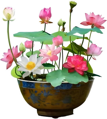 Growbyte Lotus Seeds, japanese Dwarf mix variant, Night Grooming Lotus ...