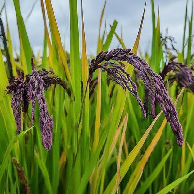 STOKIYA Black Rice Paddy Seeds (Kala Namak Rice Paddy Seeds) Hybrid 2 ...