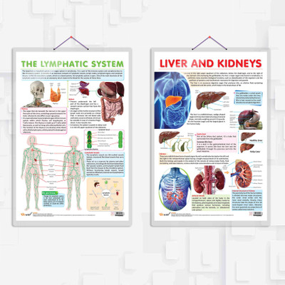 THE LYMPHATIC SYSTEM and LIVER AND KIDNEY | combo of 2 charts ...