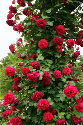 SUAA Rose (Gulab) Flower Seeds (21+ Seeds) | Organic | Grow Beautiful ...